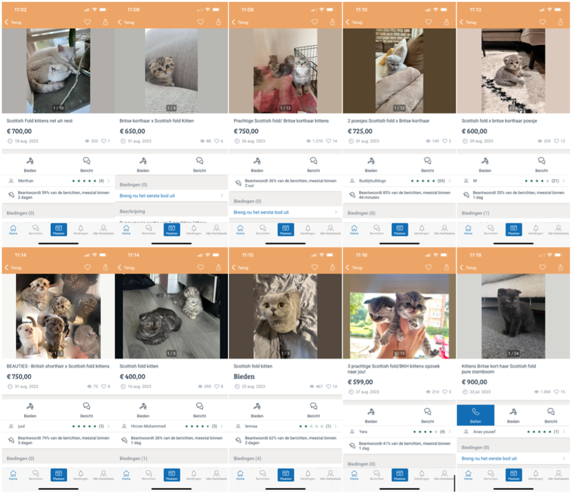 Onderzoek naar fokken met verboden katten rassen - House of Animals