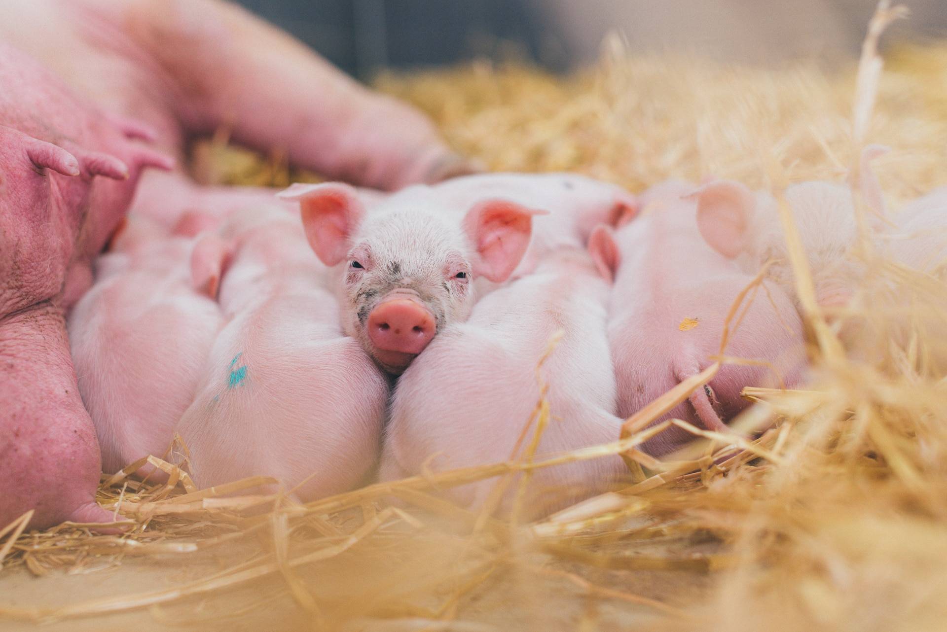 Homepage - House of Animals